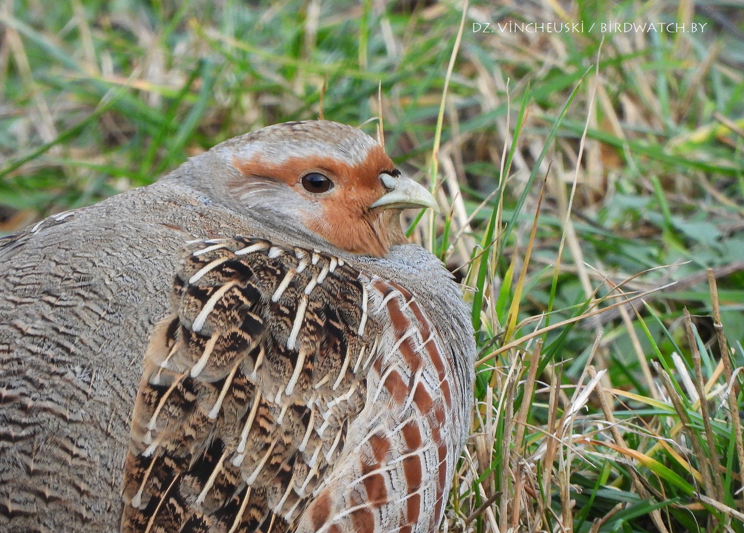Гарадзкое жыццё шэрых курапатак. Частка І: марозны вечар
